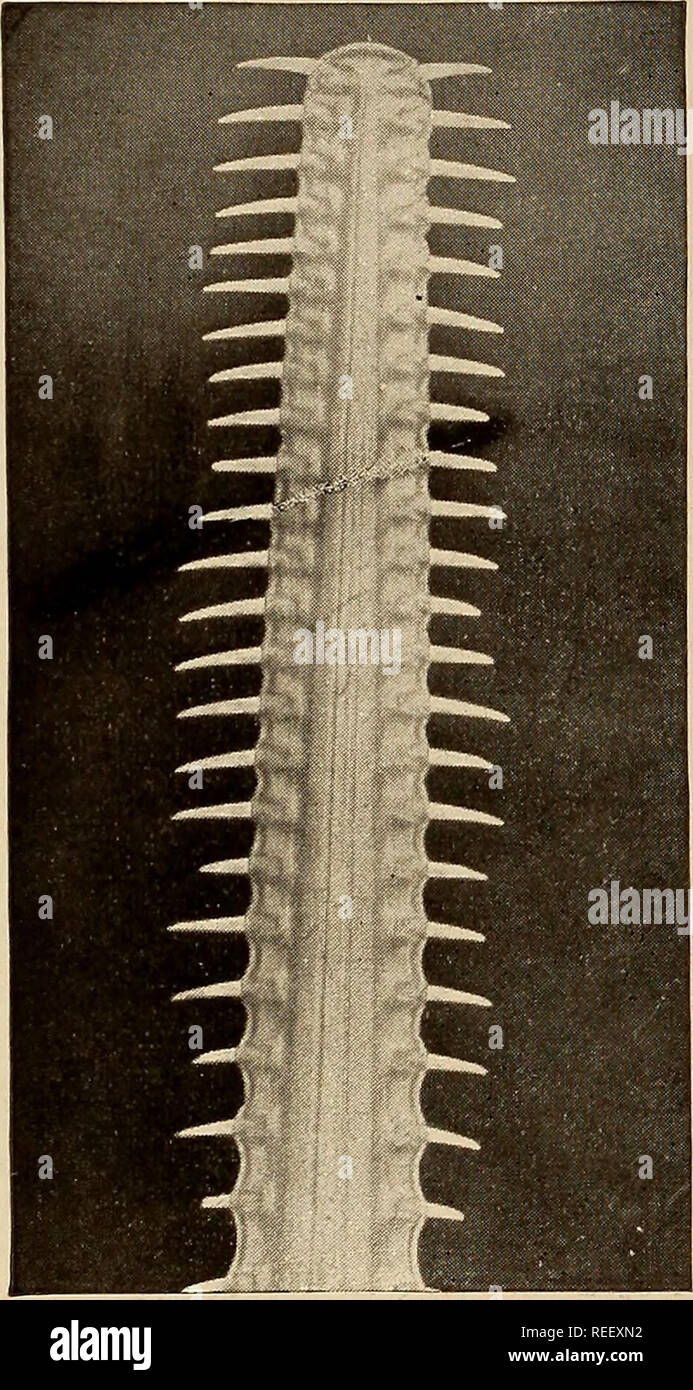 . Comparative dental anatomy. Teeth; Dentistry. 44 COMPARATIVE DENTAL ...