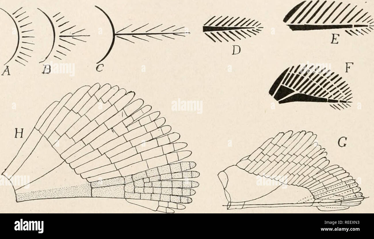 . Comparative anatomy of vertebrates. Anatomy, Comparative; Vertebrates ...