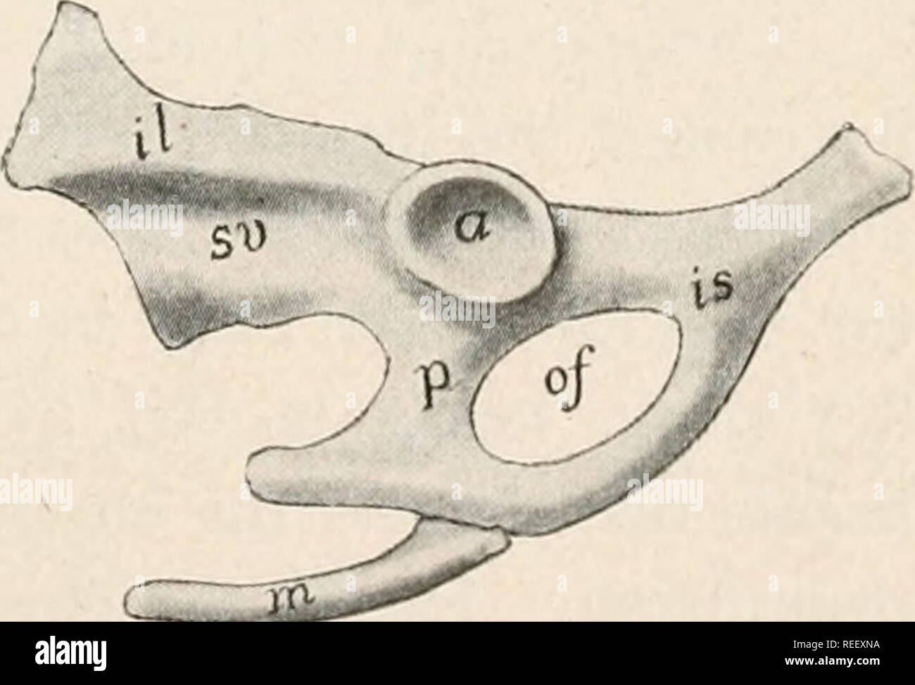 . Comparative anatomy of vertebrates. Anatomy, Comparative; Vertebrates ...