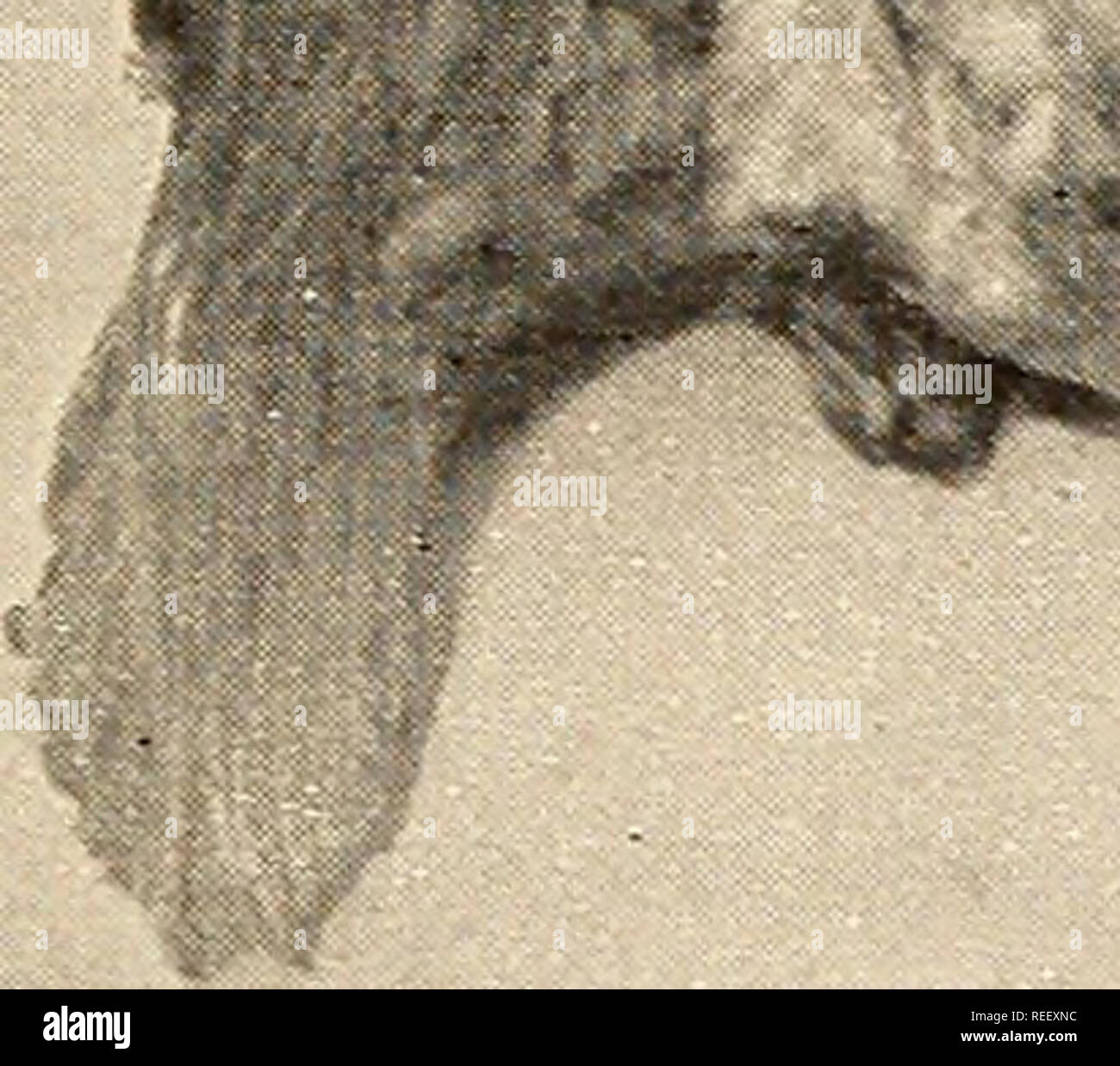. Comparative dental anatomy. Teeth; Dentistry. Fig. palates. .—Teeth ...