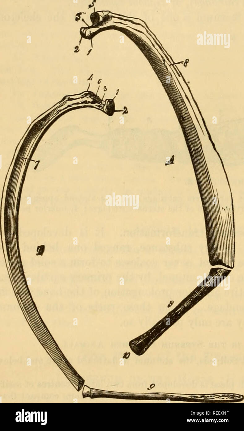 . The comparative anatomy of the domesticated animals. Horses ...