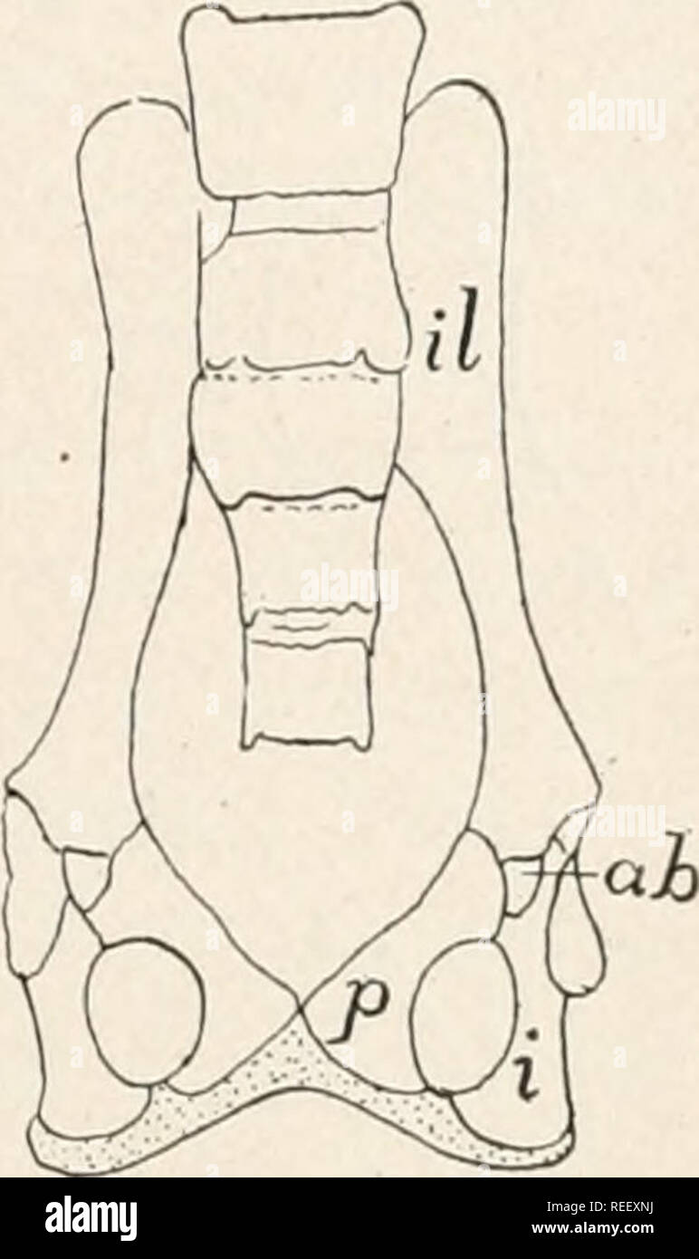 . Comparative anatomy of vertebrates. Anatomy, Comparative; Vertebrates ...