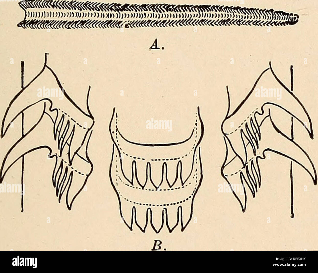 Enlarged teeth hi-res stock photography and images - Alamy