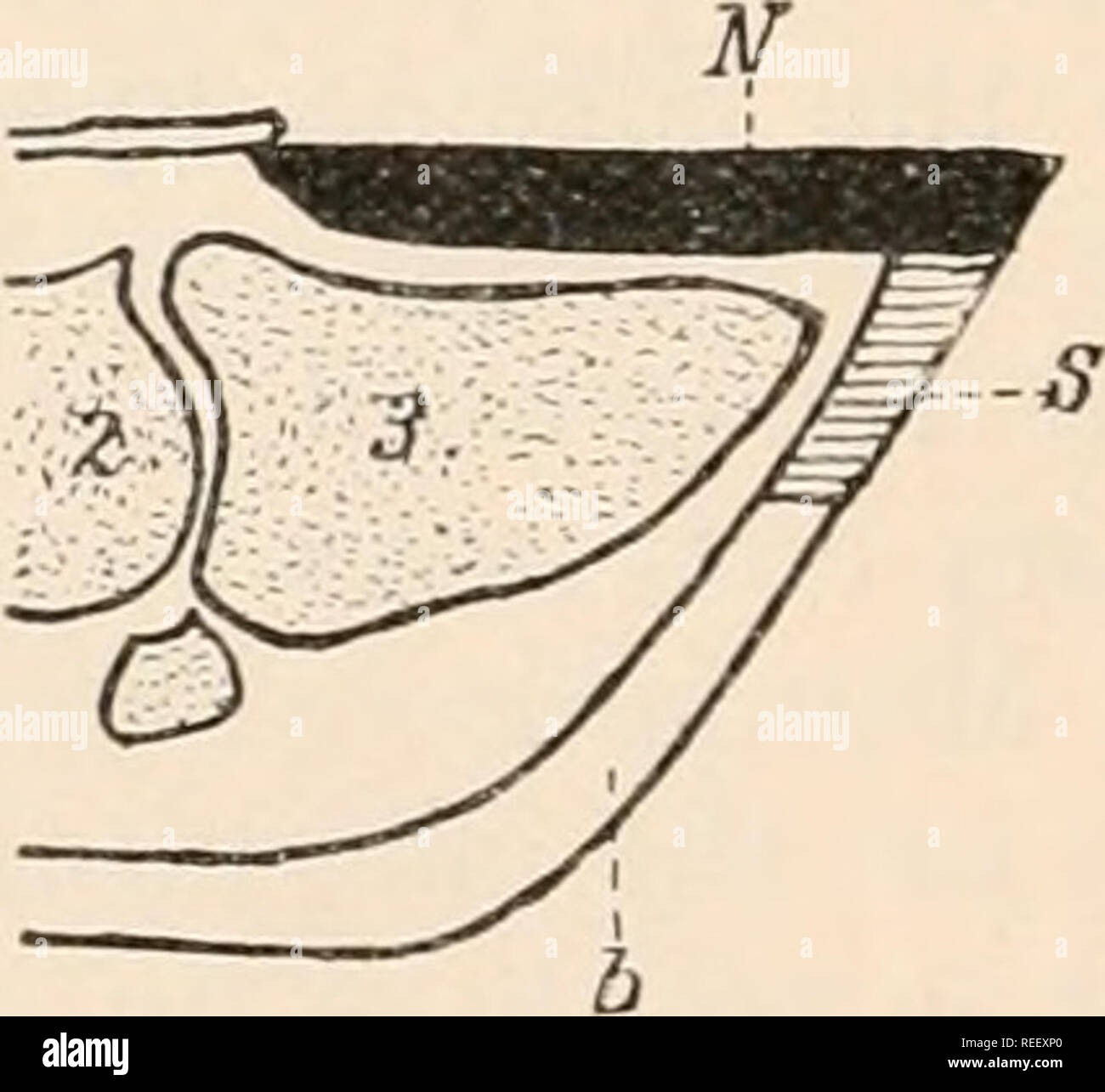 . Comparative anatomy of vertebrates. Anatomy, Comparative; Vertebrates ...