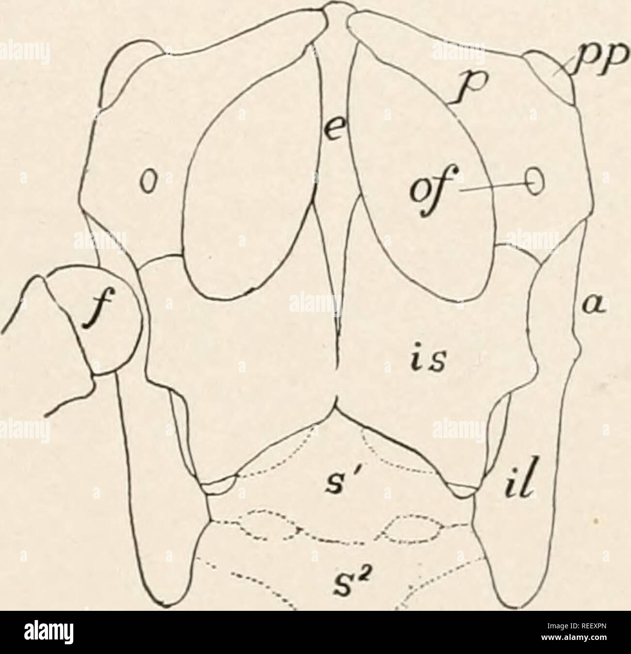 . Comparative anatomy of vertebrates. Anatomy, Comparative; Vertebrates ...