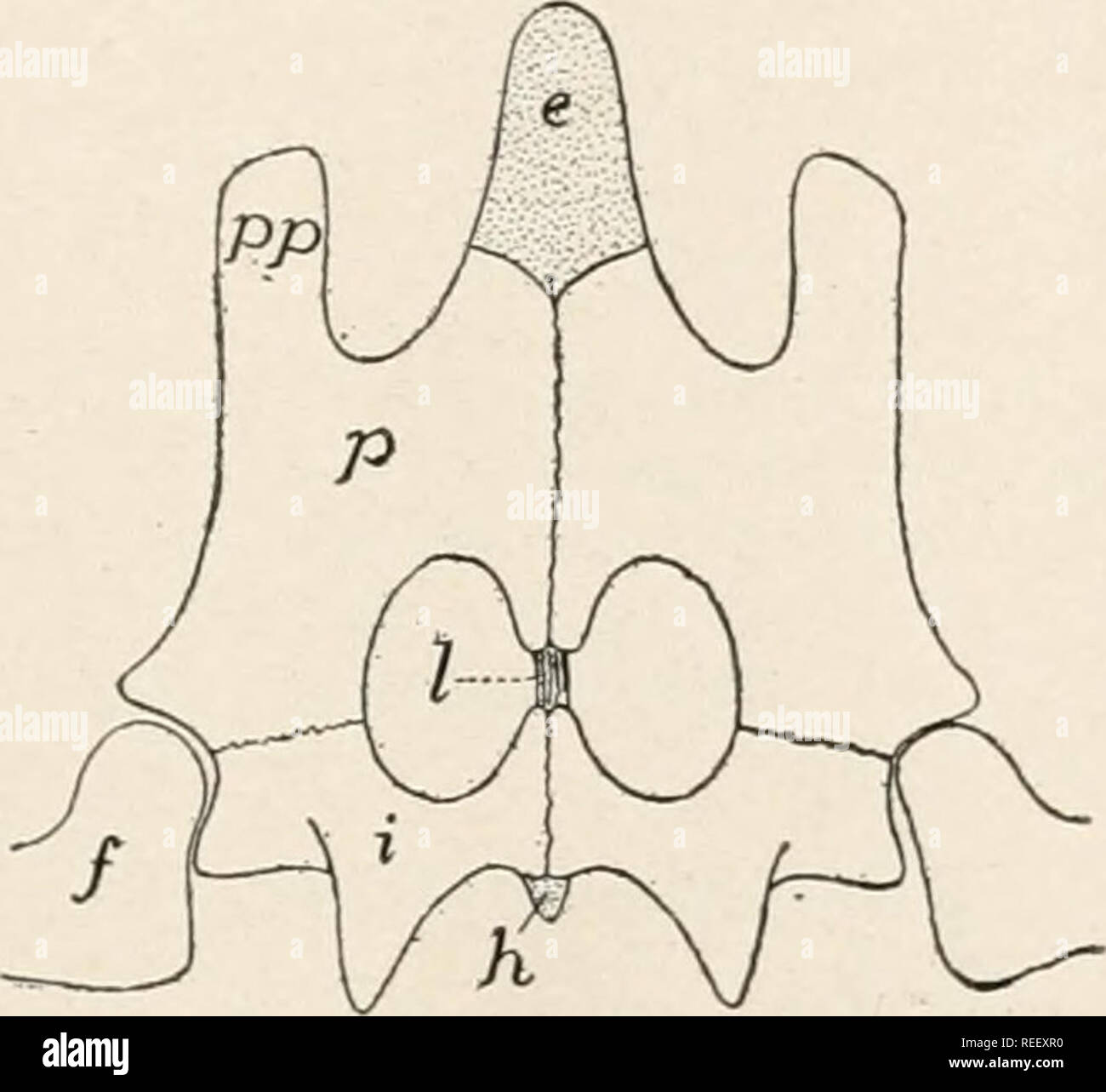. Comparative anatomy of vertebrates. Anatomy, Comparative; Vertebrates ...