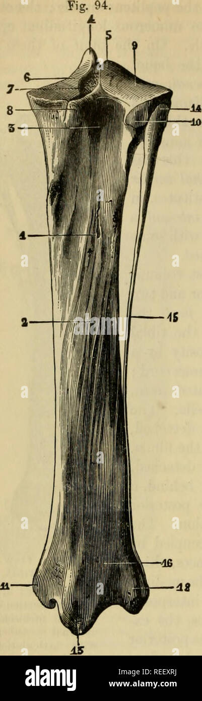 . The comparative anatomy of the domesticated animals. Veterinary ...