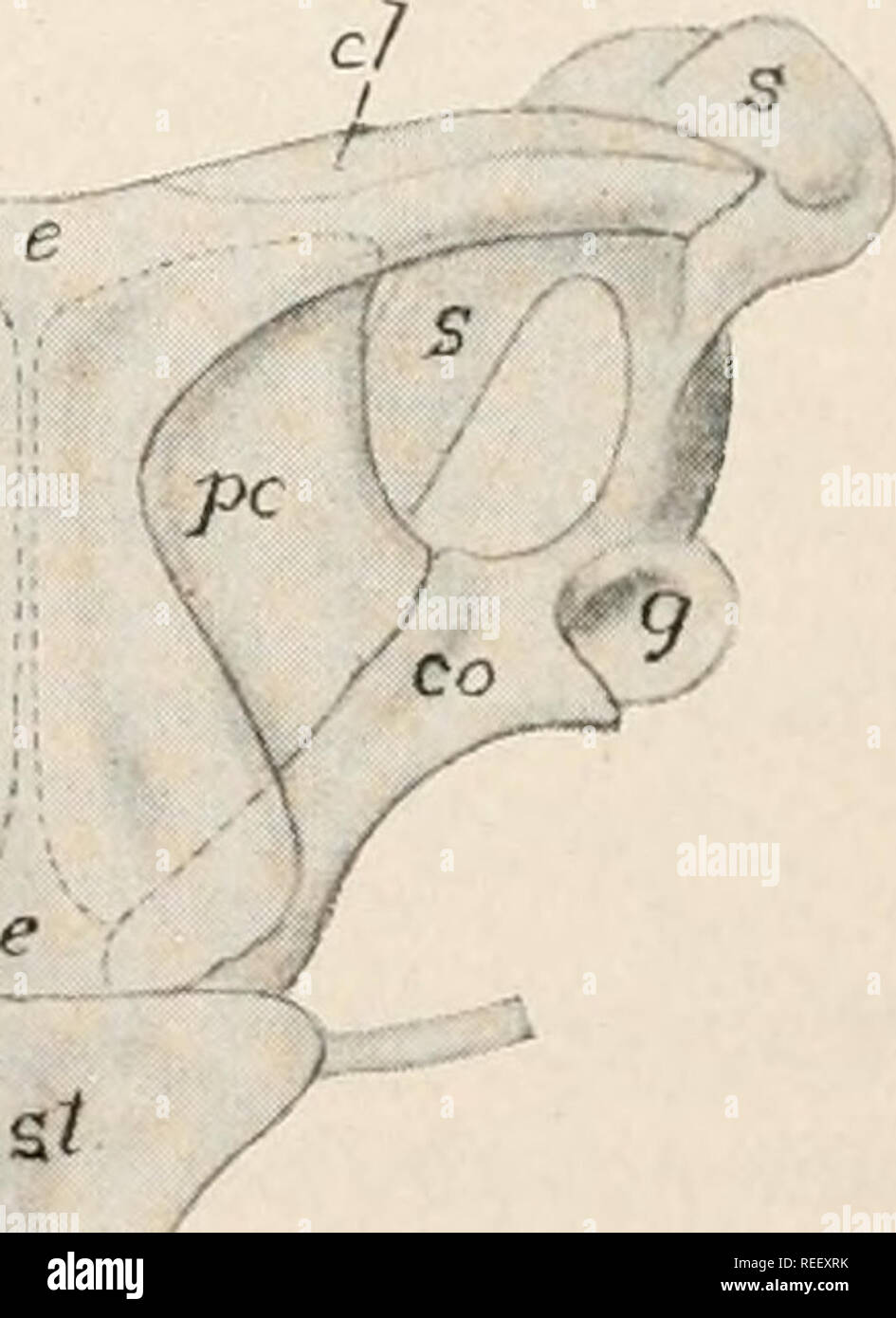 . Comparative anatomy of vertebrates. Anatomy, Comparative; Vertebrates ...