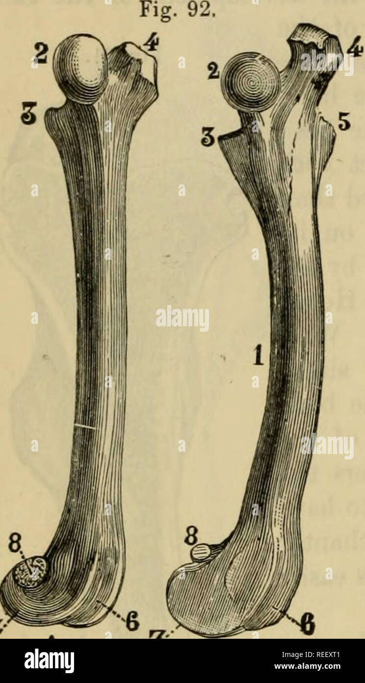 Linea aspera of femur hi-res stock photography and images - Alamy