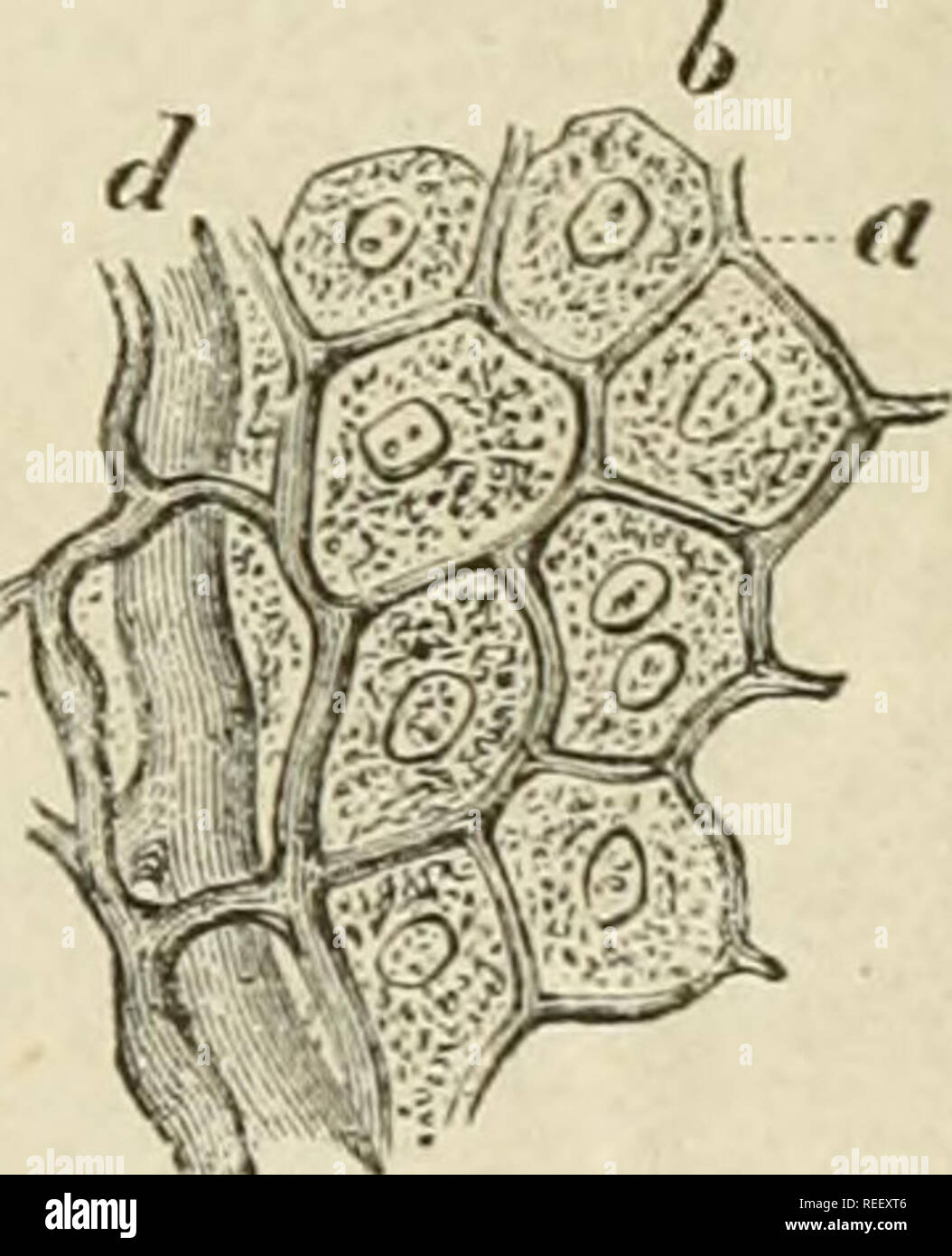 . The comparative anatomy of the domesticated animals. Veterinary ...