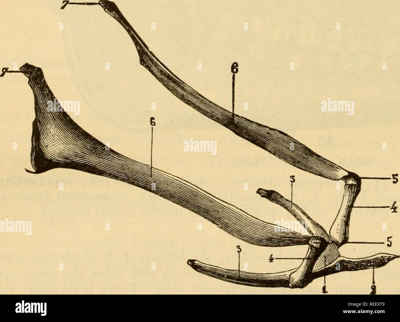 Hyoid bone cat hi-res stock photography and images - Alamy