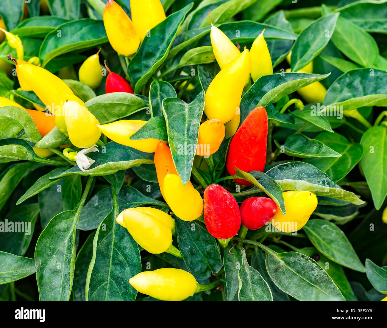 Red and yellow chilli pepper with flower in a kitchen garden Stock ...