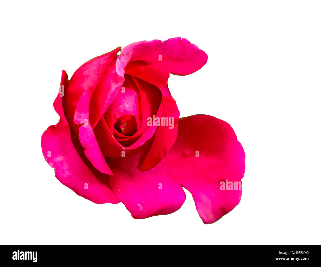 Single bud of red Rose isolated on white background Stock Photo - Alamy