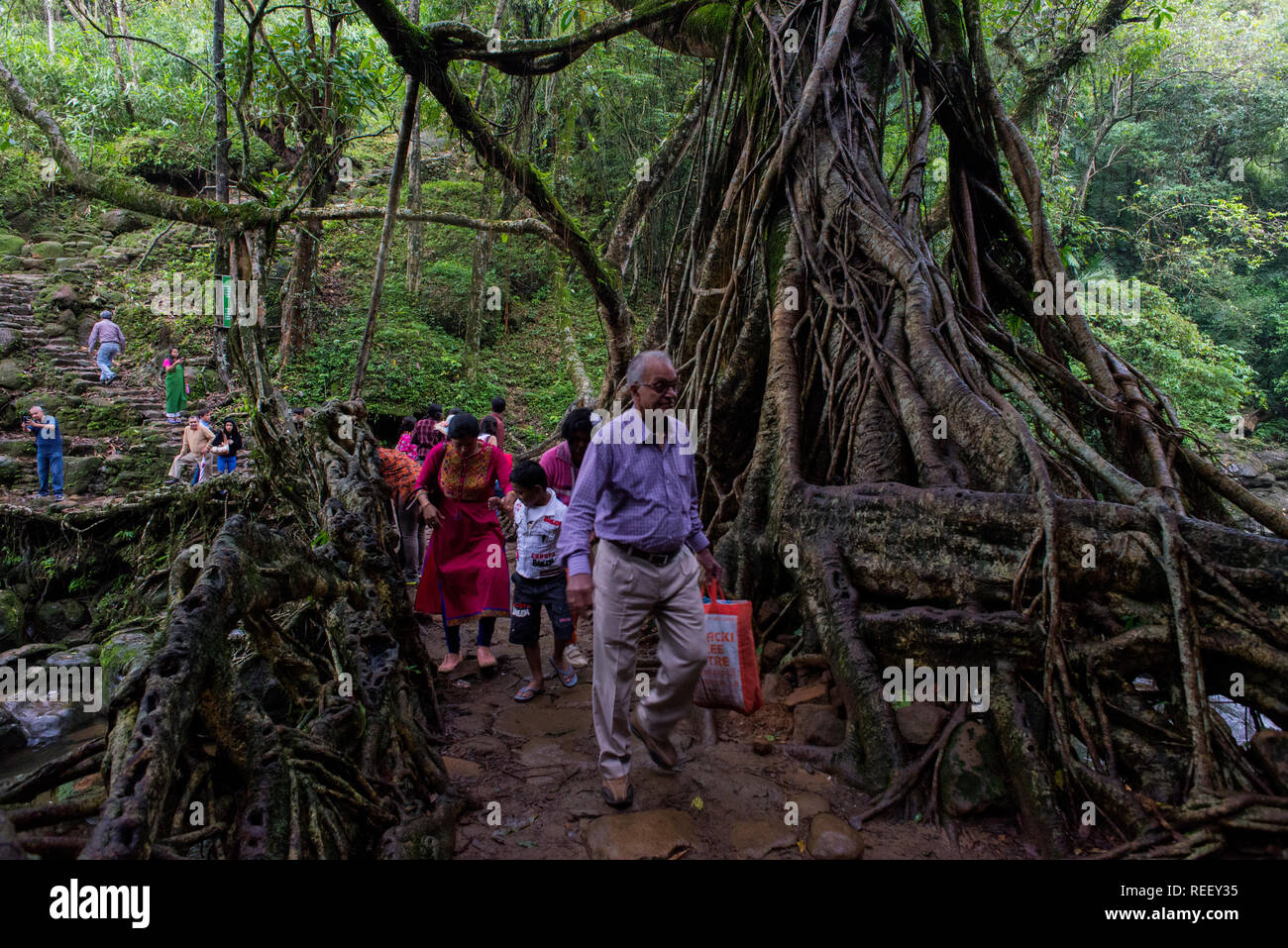 Living root bridge hi-res stock photography and images - Alamy