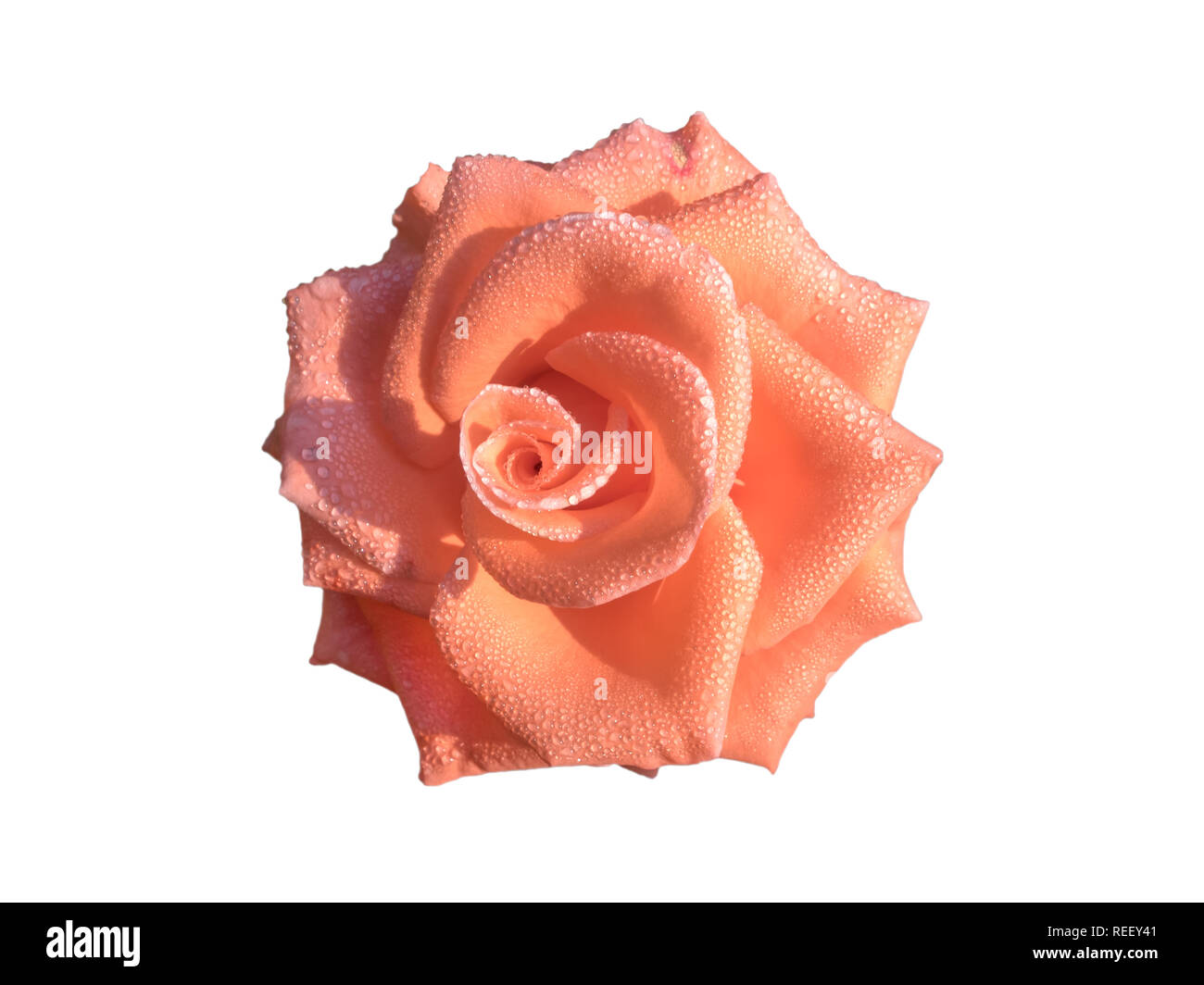 Top view of Rose flower isolated on white background, closeup Stock ...
