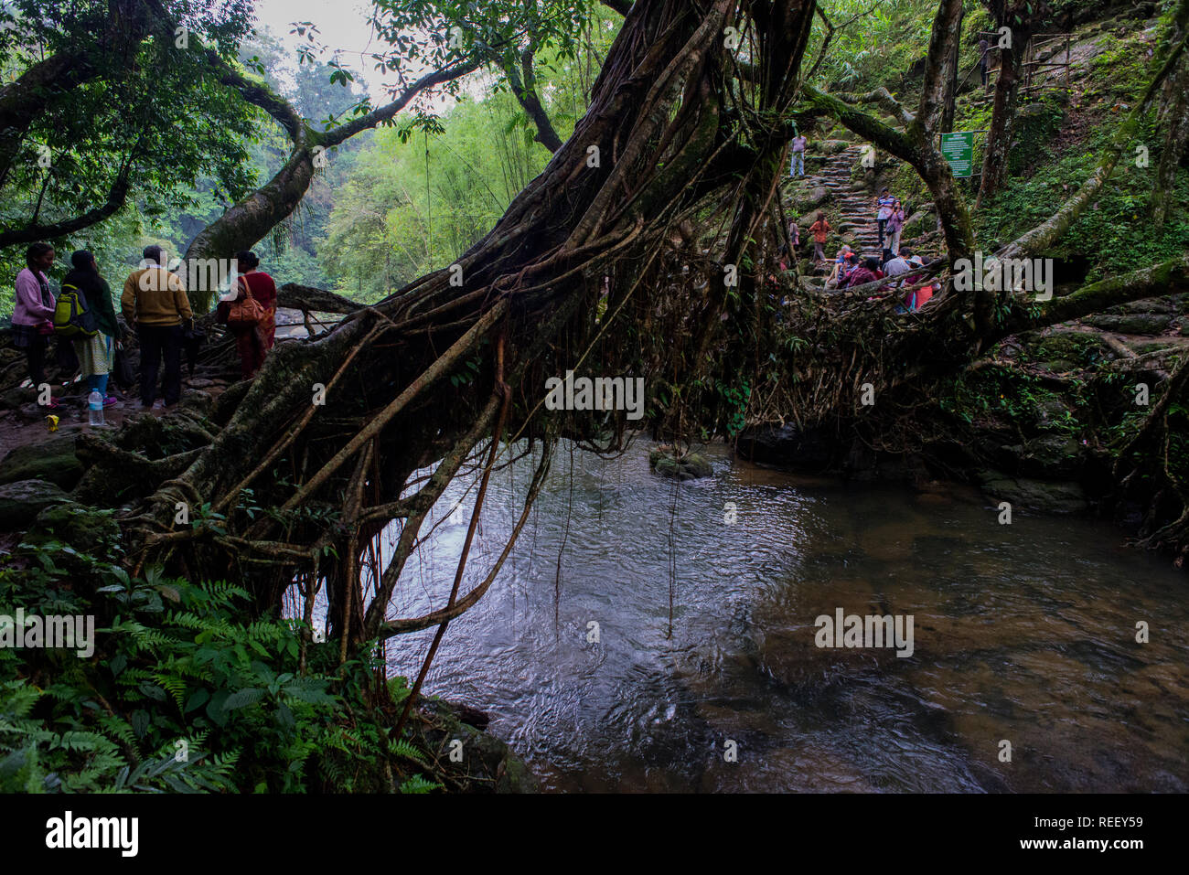 Living root bridge hi-res stock photography and images - Alamy