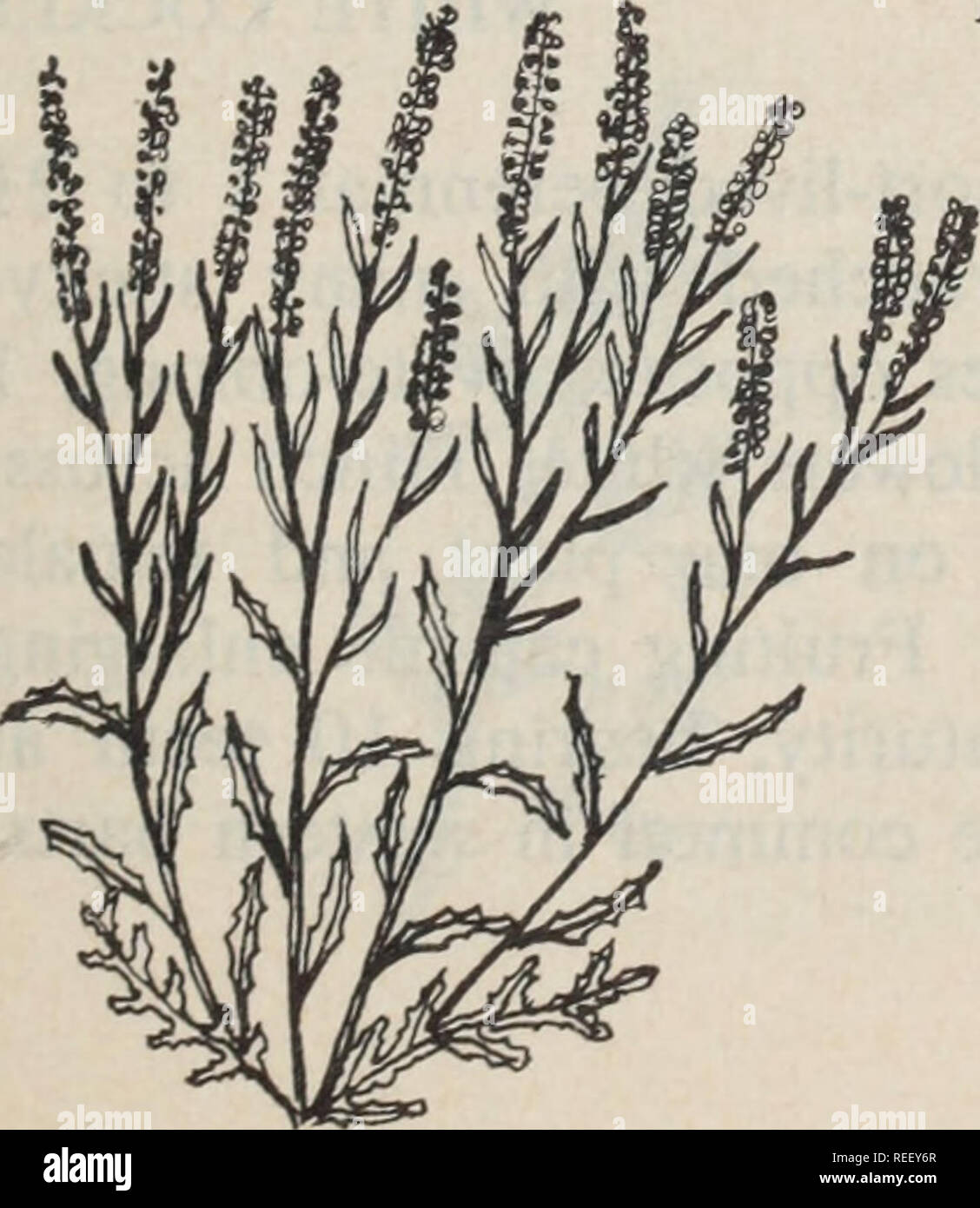 . Common weeds of the Canadian Prairies;. Weeds. An annual with a much ...