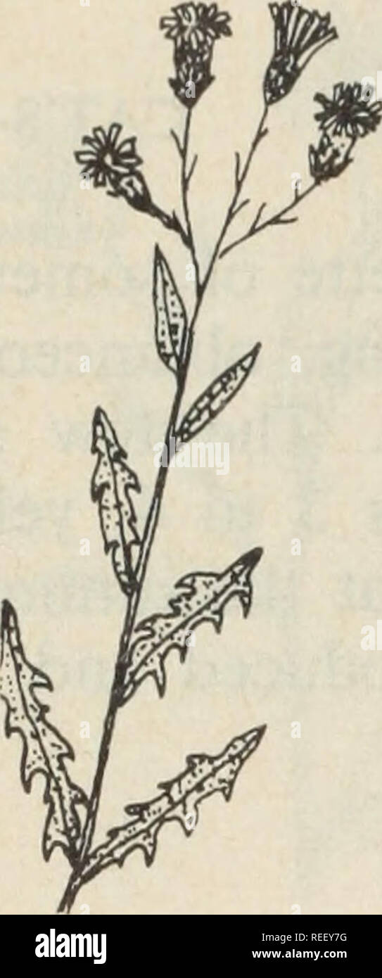 . Common weeds of the Canadian Prairies;. Weeds. Kochia scoparia (L ...