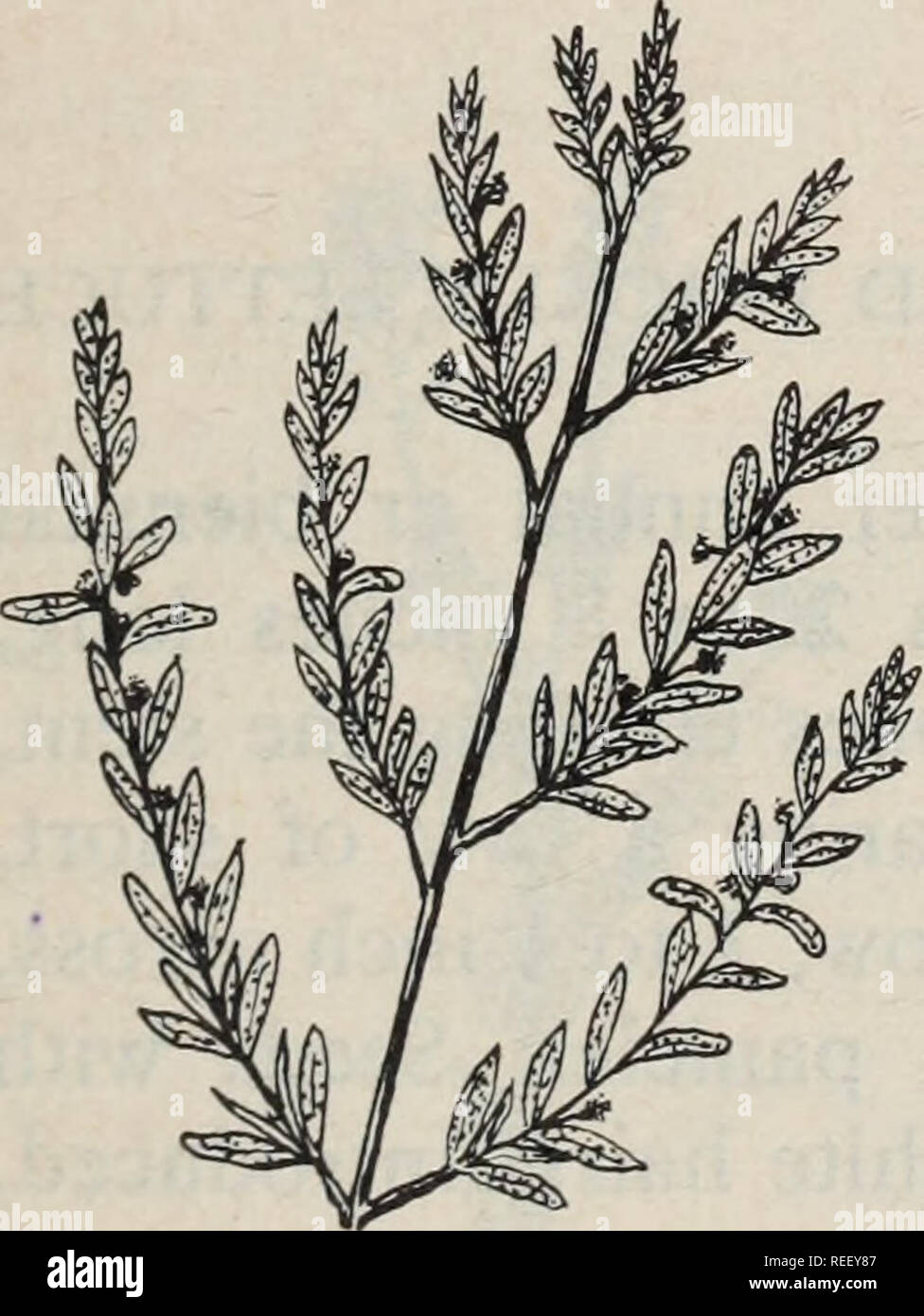 Povertyweed hi-res stock photography and images - Alamy