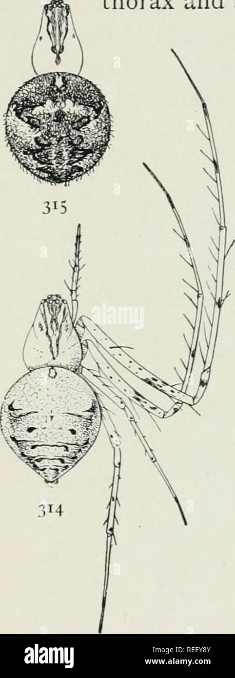 . The common spiders of the United States. Spiders. 132 THE COMMON ...