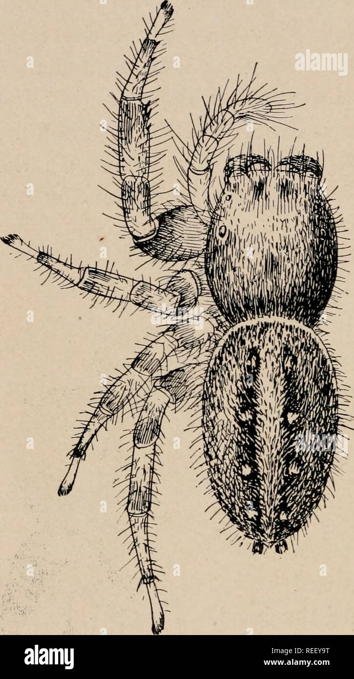 . The common spiders of the United States. Spiders -- United States. 48 ...