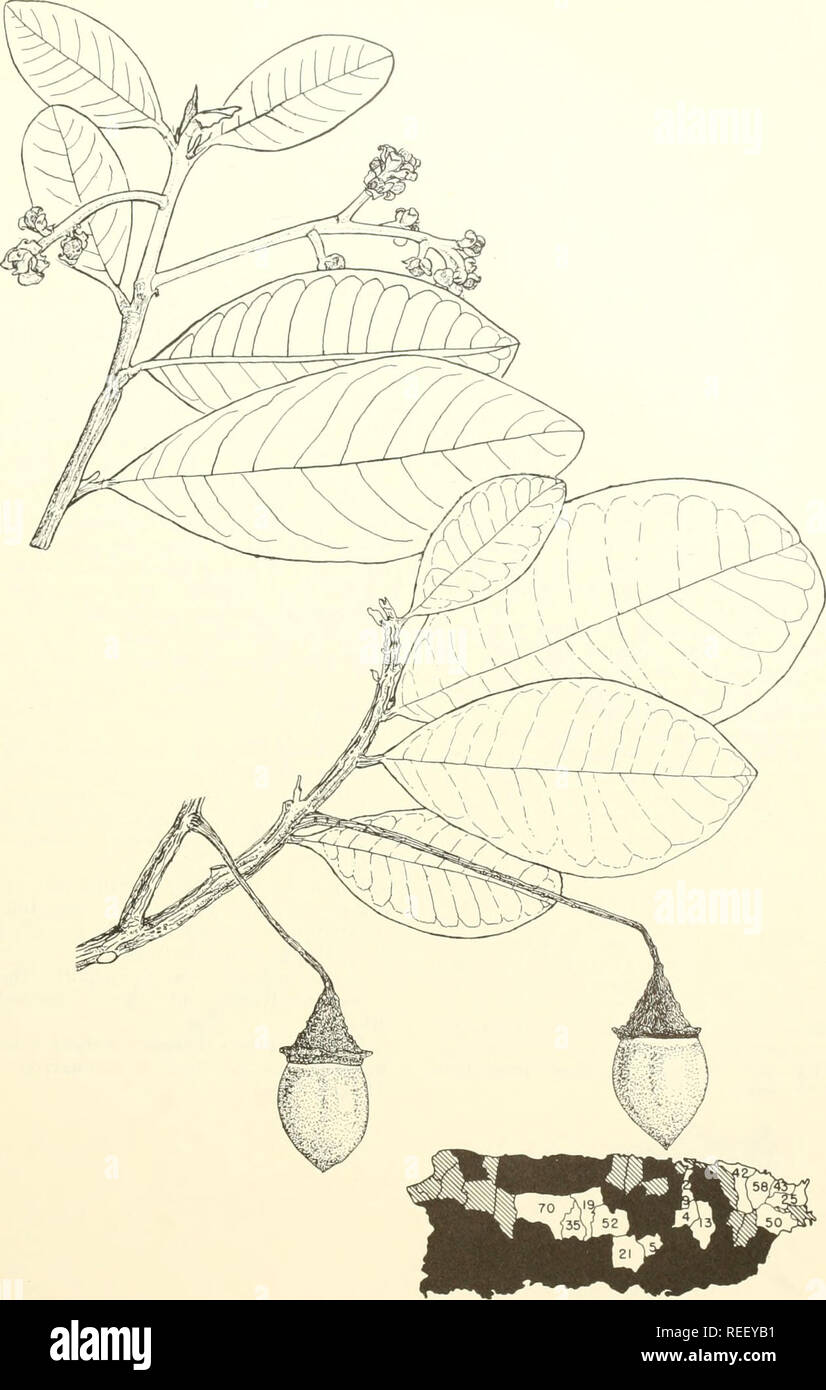 . Common trees of Puerto Rico and the Virgin Islands. Trees -- Puerto ...