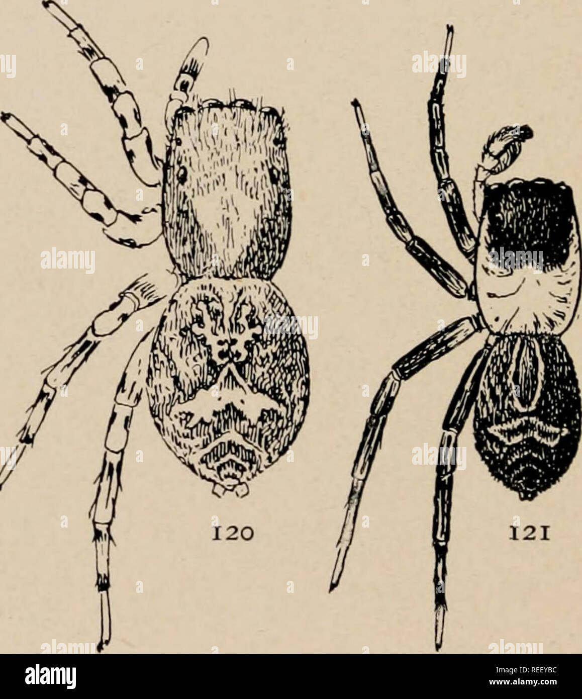 . The common spiders of the United States. Spiders -- United States ...