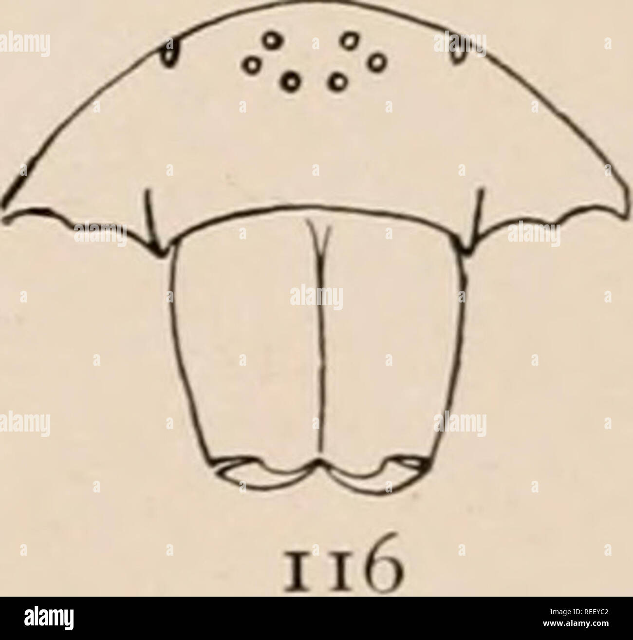 Wide body spider hi-res stock photography and images - Alamy