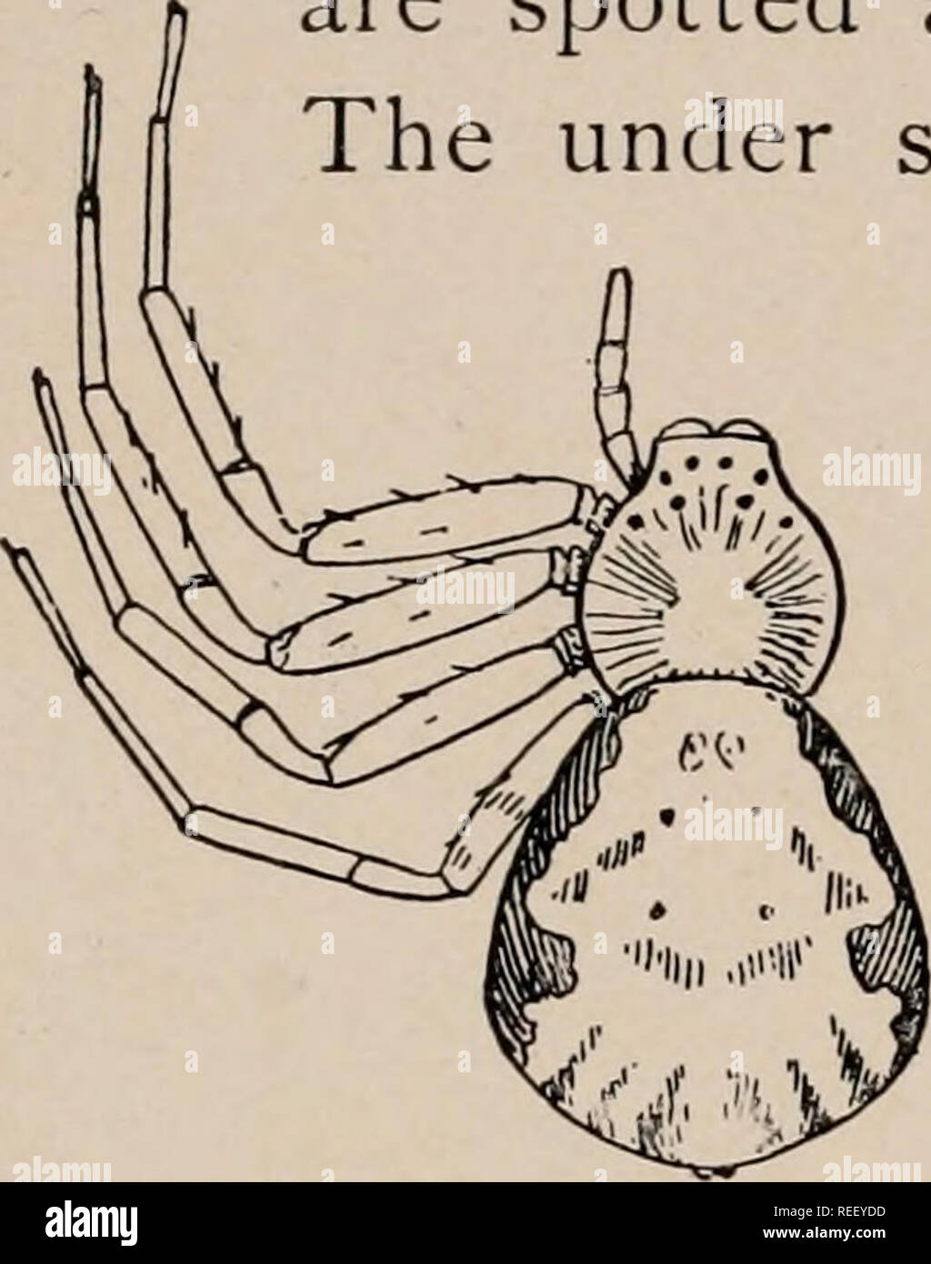 . The common spiders of the United States. Spiders -- United States. 36 ...