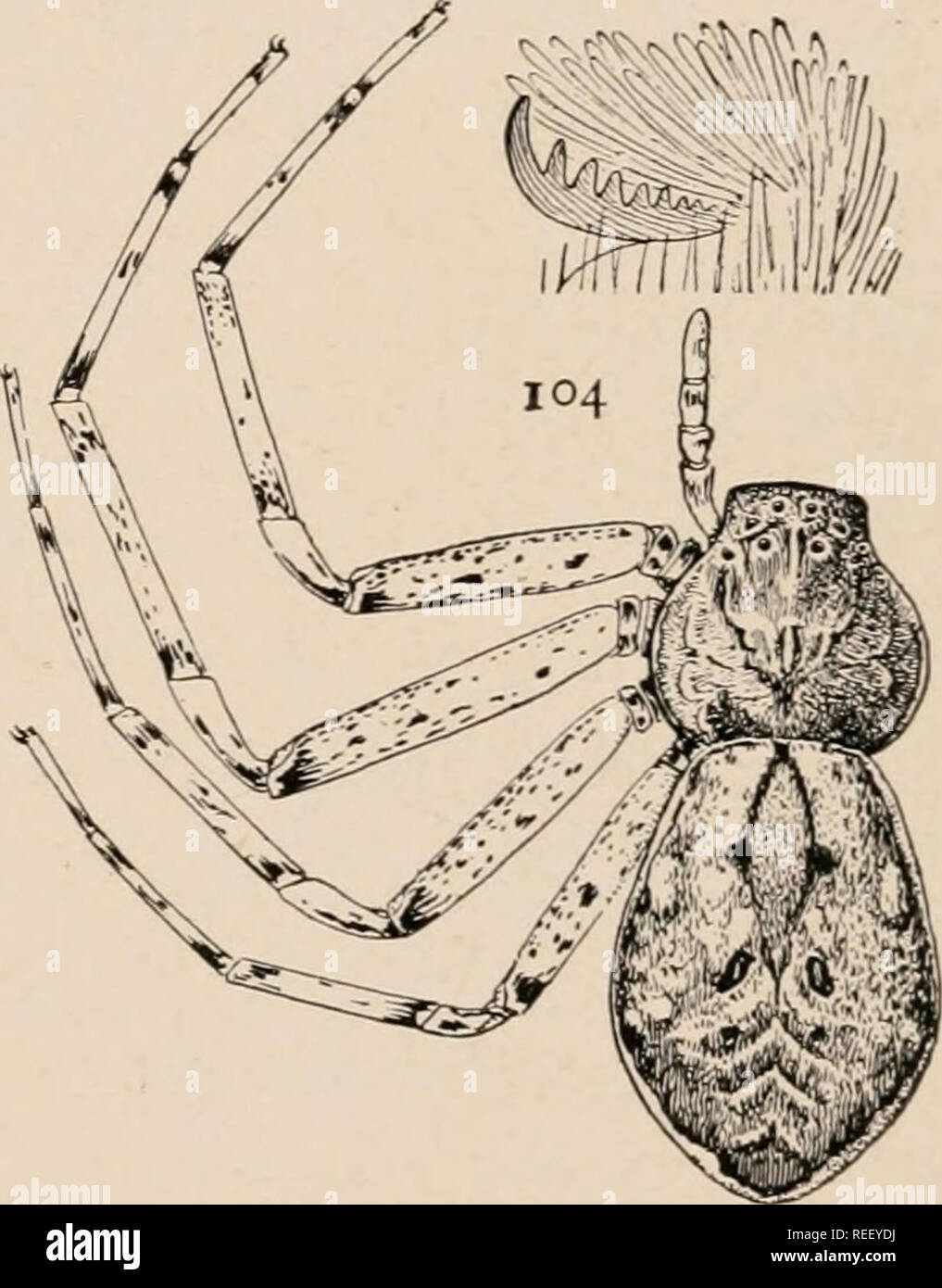 Abdomen pointed hi-res stock photography and images - Alamy