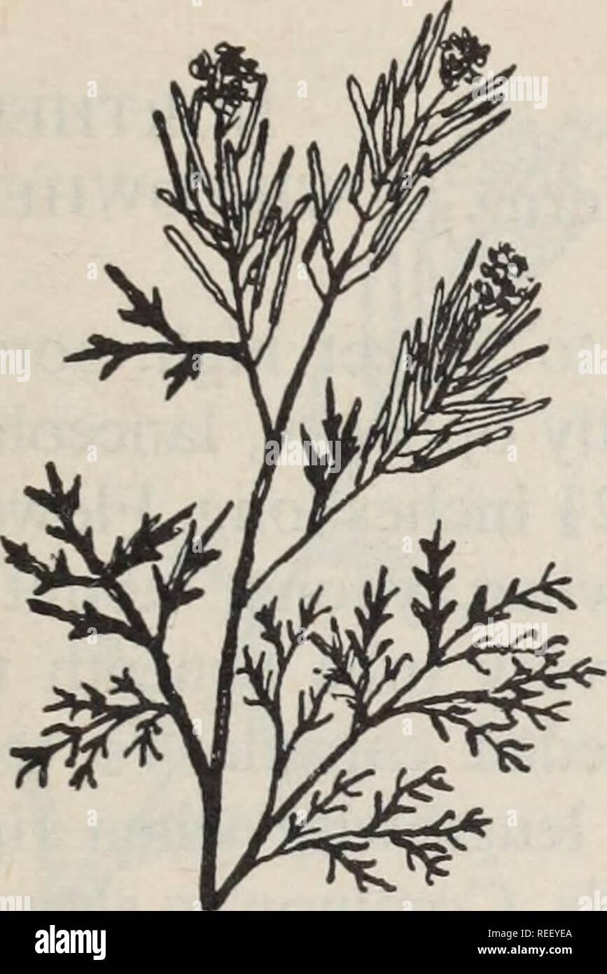 . Common weeds of the Canadian Prairies;. Weeds. Delphinium bicolor ...