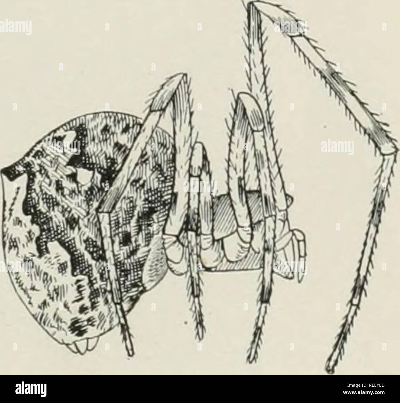 . The common spiders of the United States. Spiders. THE THERIDID.^ 113 ...