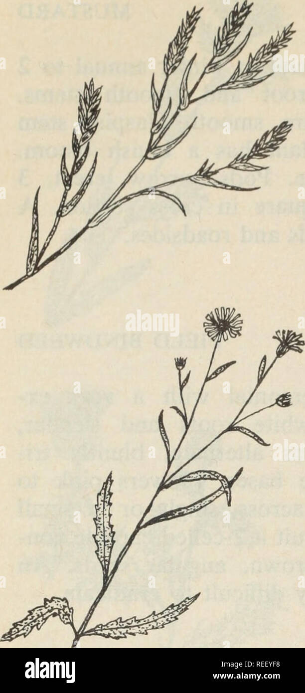 . Common weeds of the Canadian Prairies;. Weeds. Corispermum ...