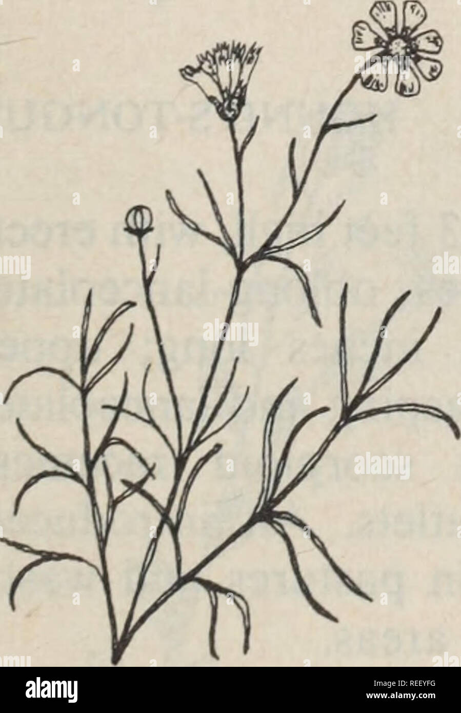 Hastate leaves hi-res stock photography and images - Alamy