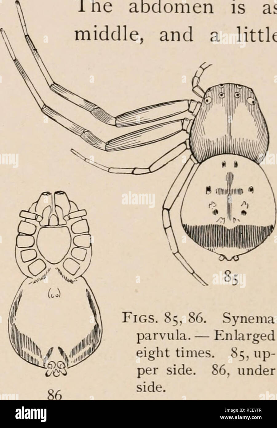 . The common spiders of the United States. Spiders -- United States ...