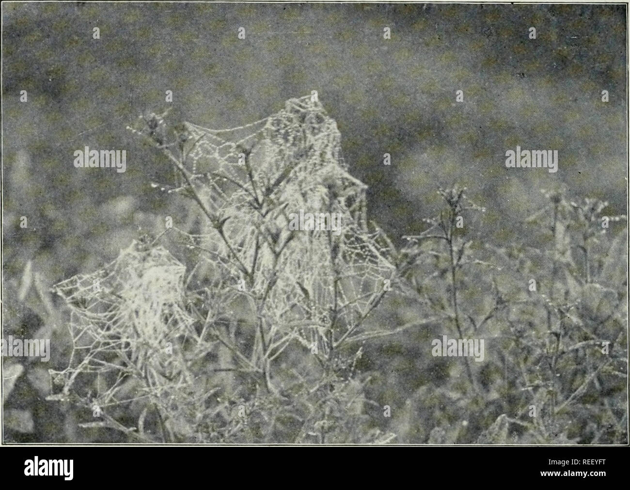 . The common spiders of the United States. Spiders. io8 THE COMMON ...