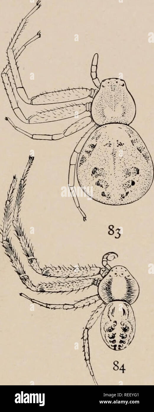 . The common spiders of the United States. Spiders -- United States. 28 ...