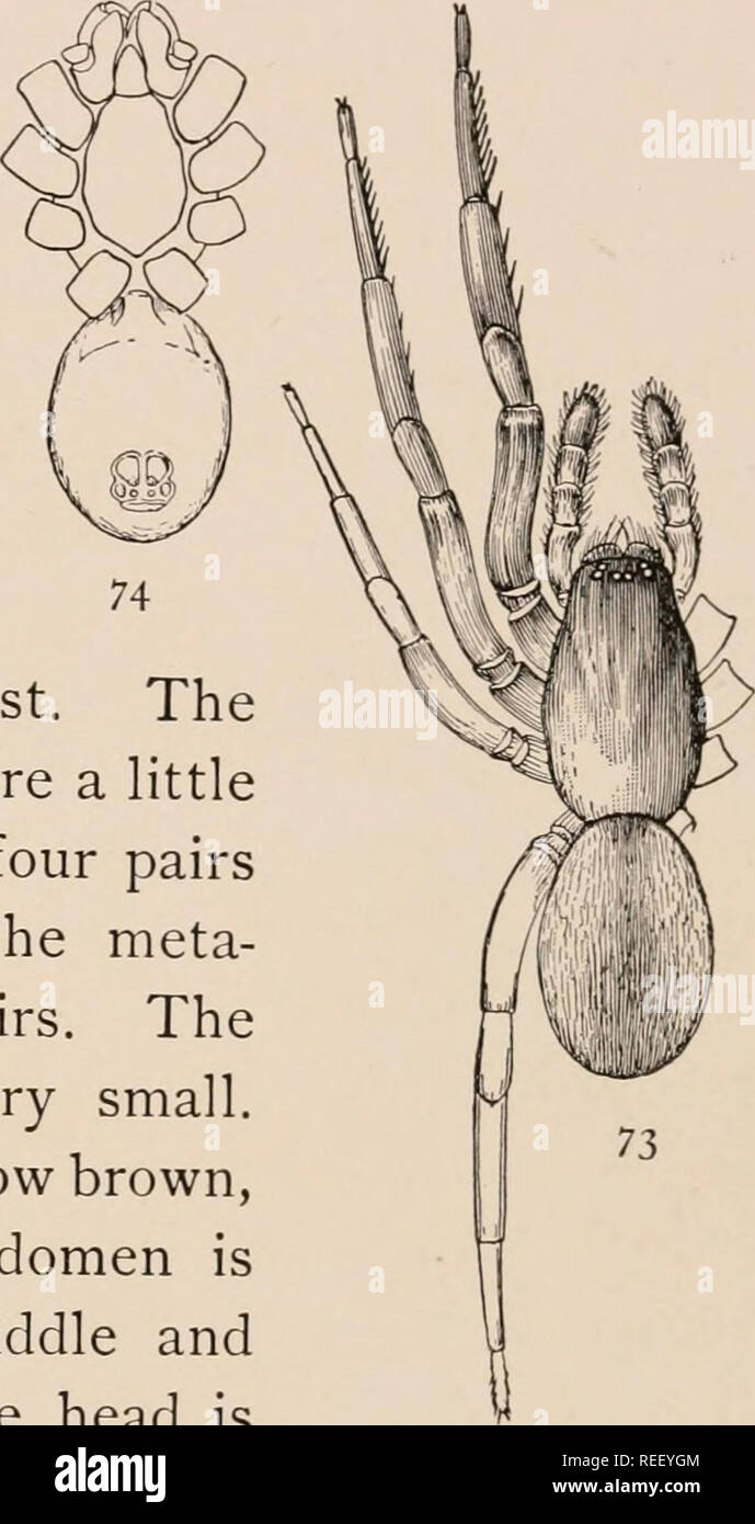 . The common spiders of the United States. Spiders -- United States ...