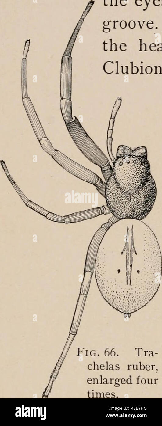 Dorsal groove hi-res stock photography and images - Alamy