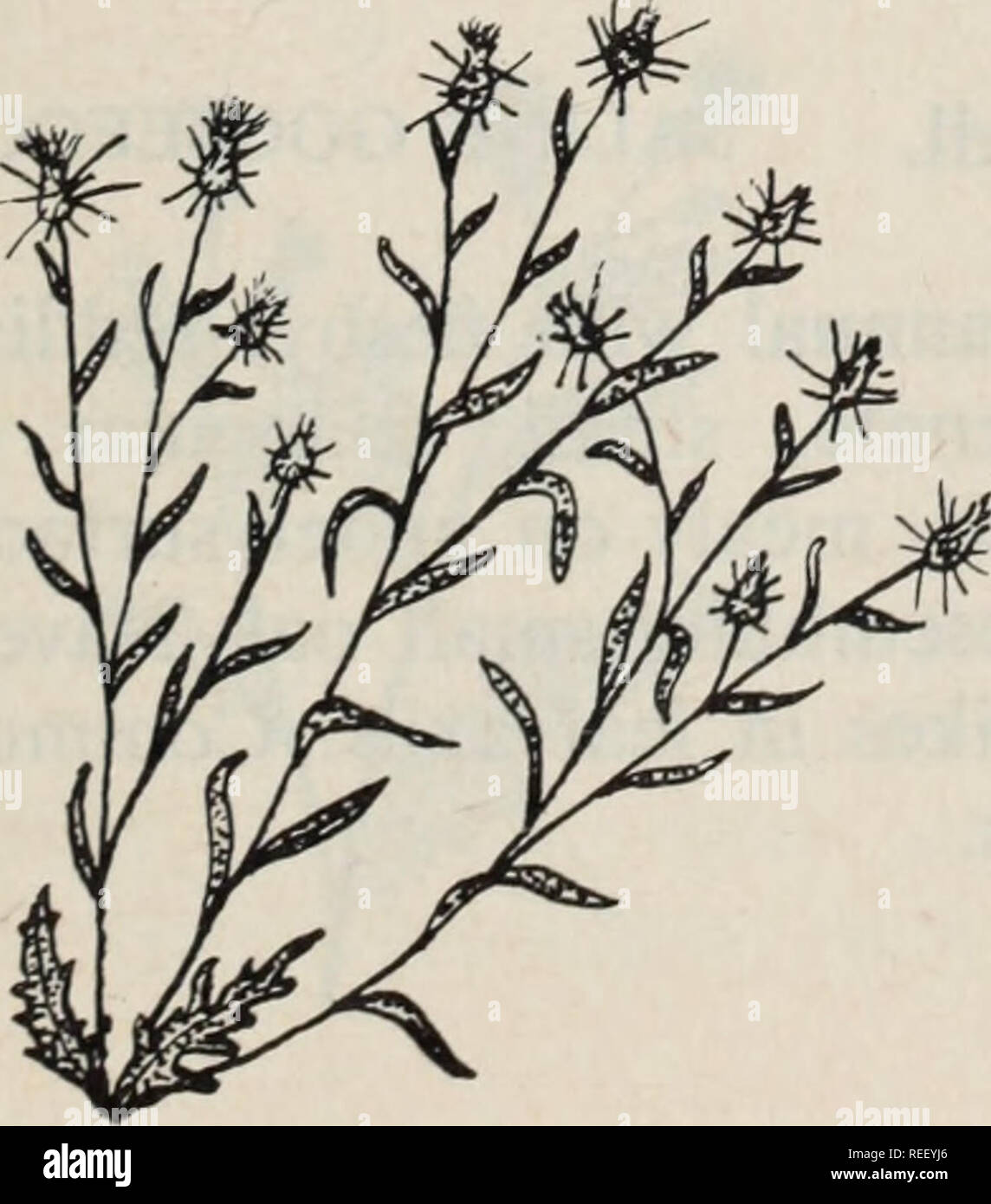 . Common weeds of the Canadian Prairies;. Weeds. An erect perennial ...