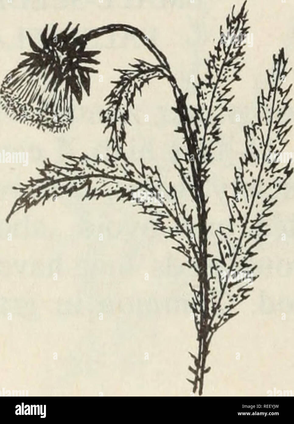 . Common weeds of the Canadian Prairies;. Weeds. Cardaria pubescens ...