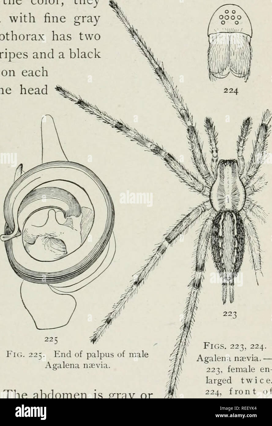 . The common spiders of the United States. Spiders. THE AGALENIDyE 93 ...