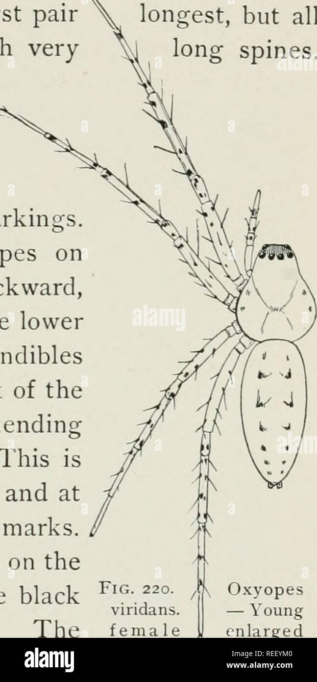 . The common spiders of the United States. Spiders. THE LYCOSID.t 89 ...