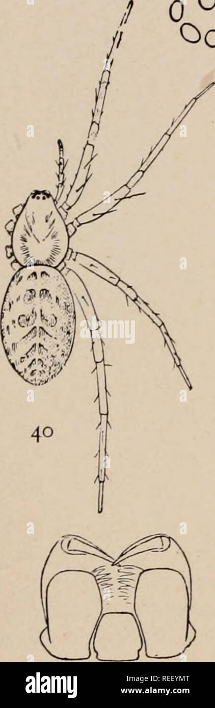 . The common spiders of the United States. Spiders -- United States ...