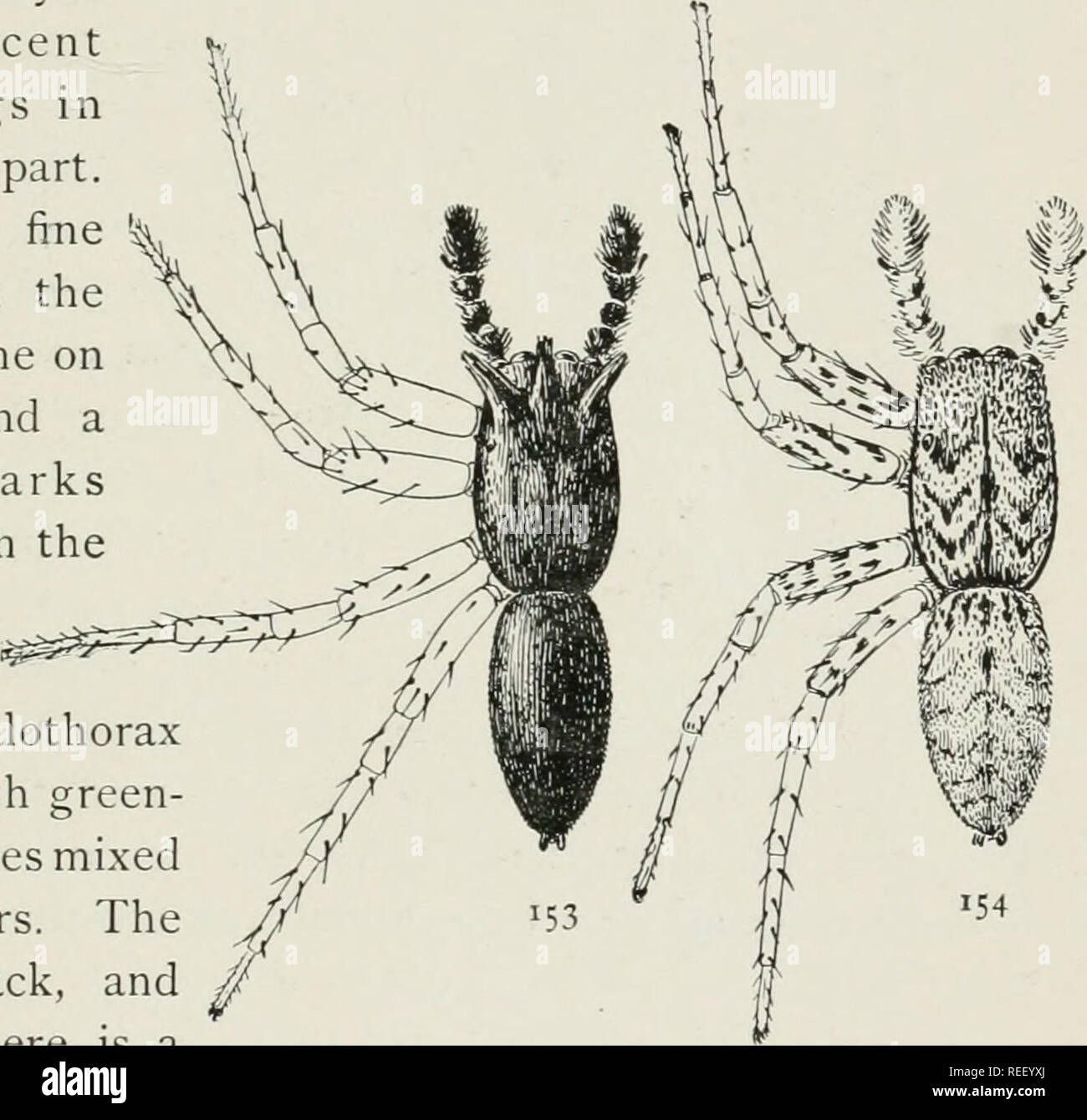 . The common spiders of the United States. Spiders. THE ATTID/E 59 ...