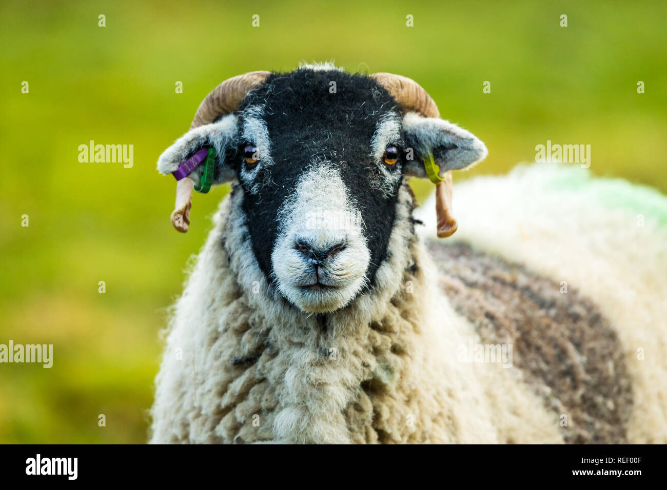 Dales sheep hi-res stock photography and images - Alamy