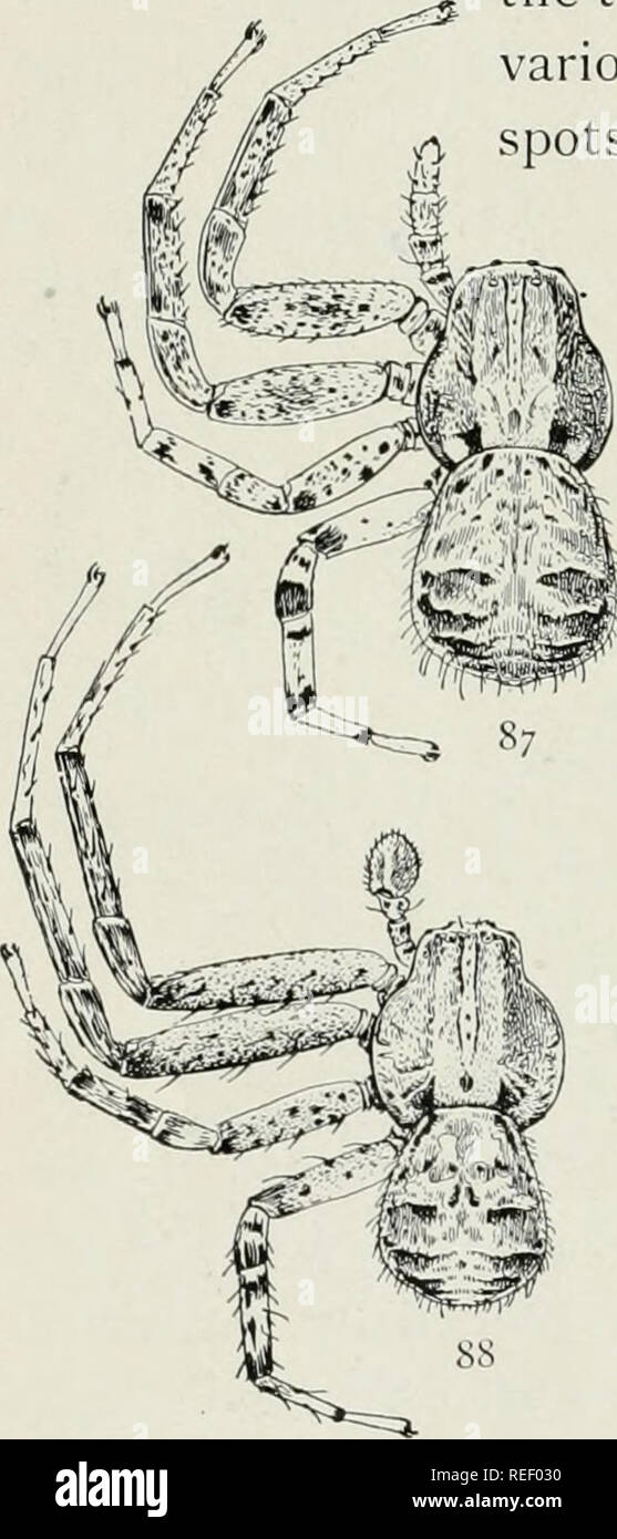 Spider crab i hi-res stock photography and images - Alamy