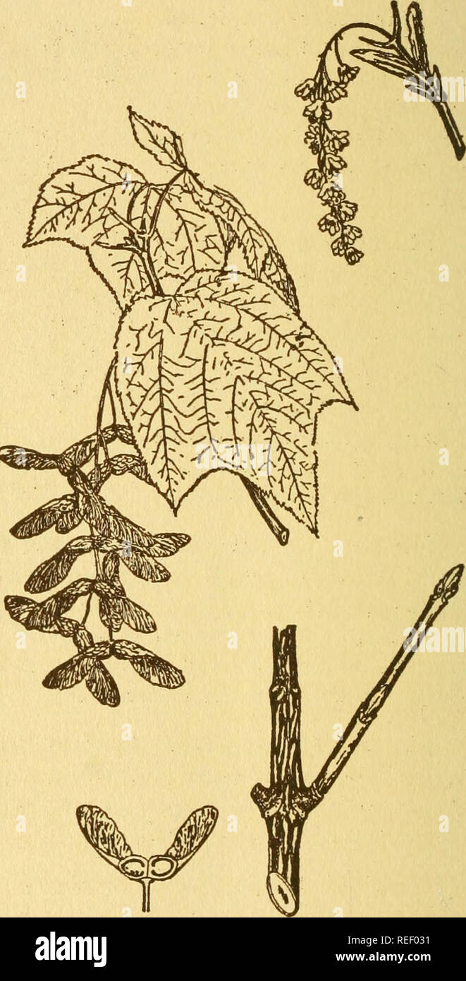 . Common trees of New York. Trees; Trees. 108 Common Trees STRIPED ...