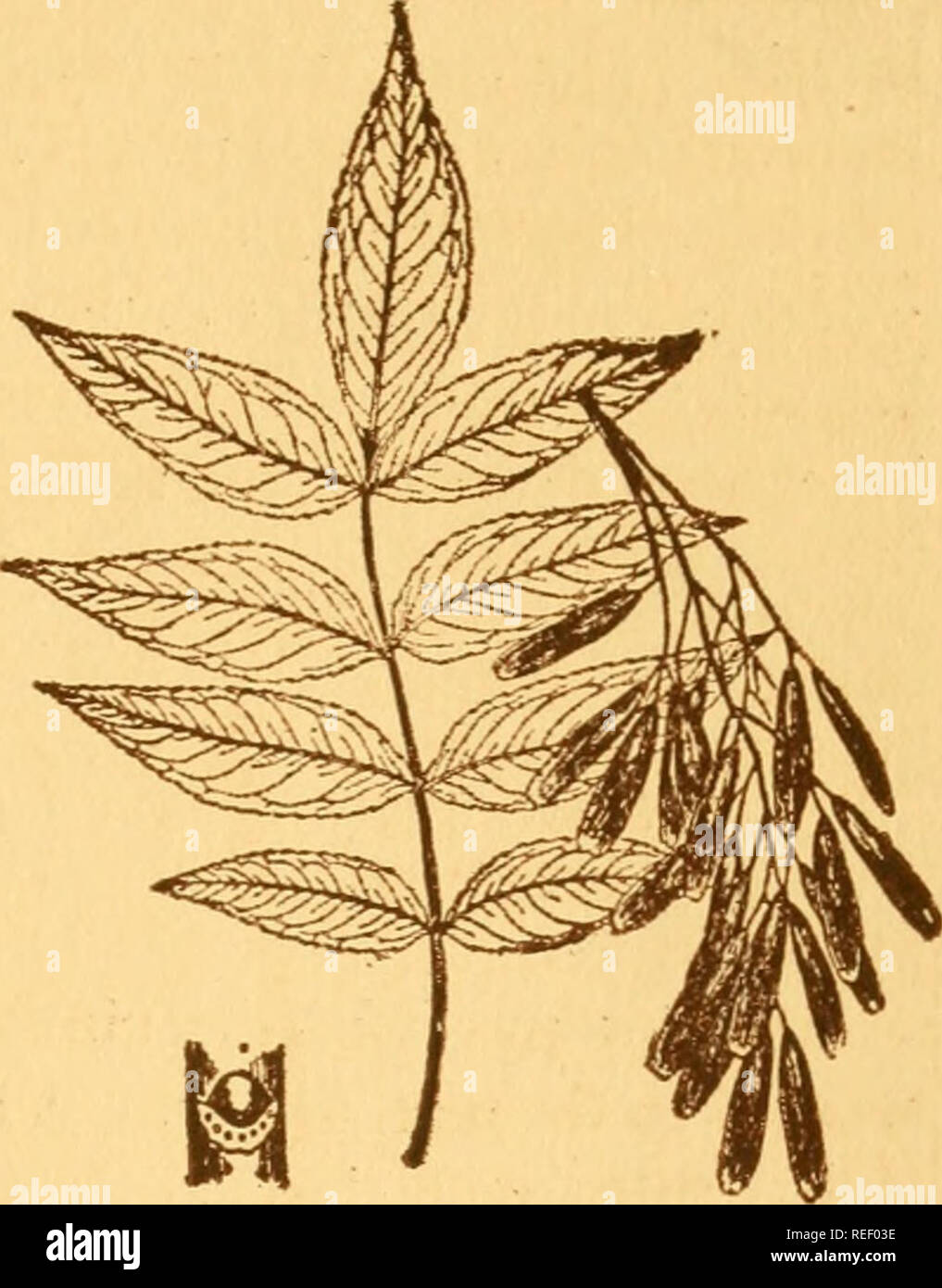 . Common trees of Ohio : a handy pocket manual of the common and ...