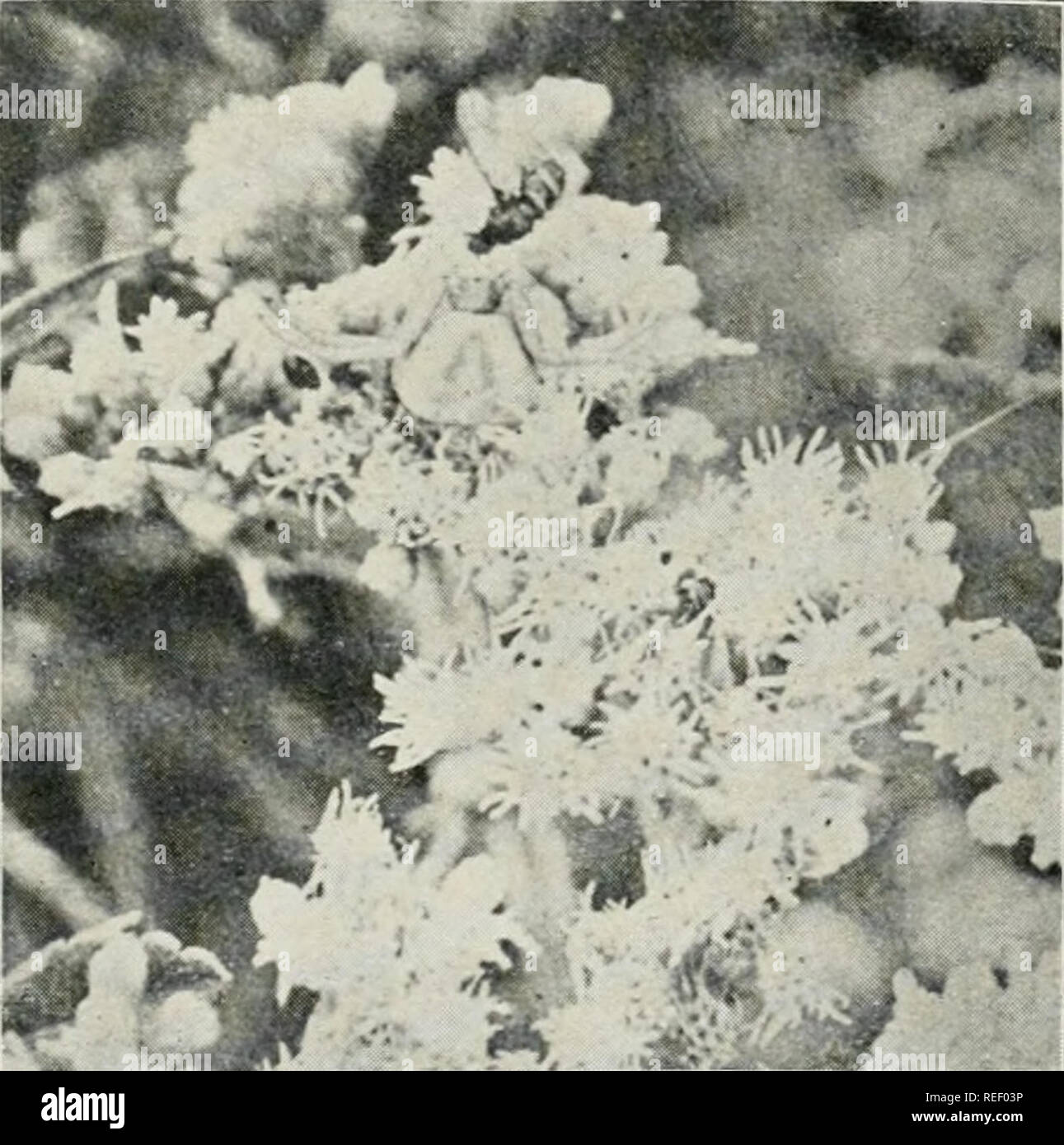 Ebo family hi-res stock photography and images - Alamy